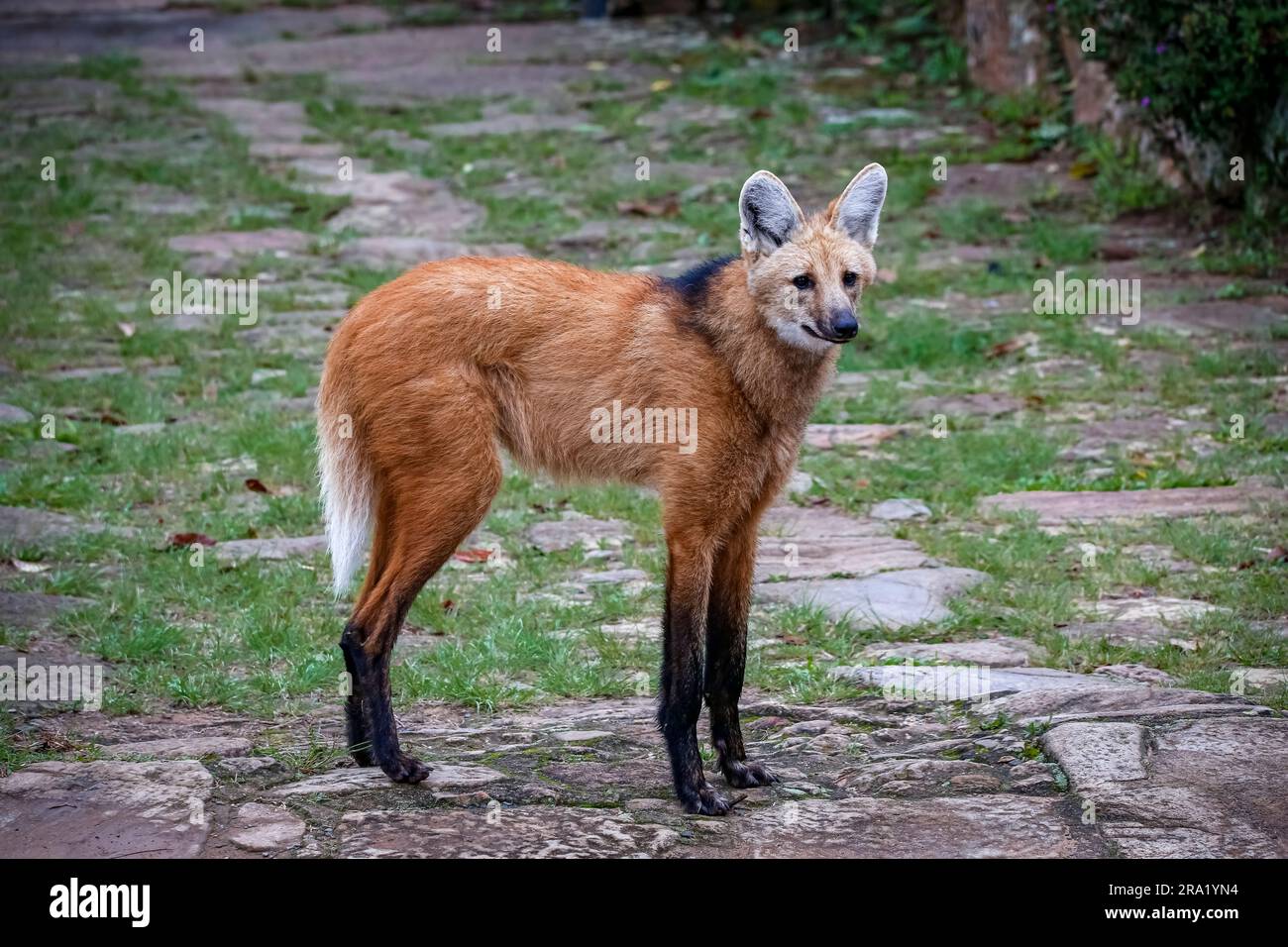 Maned wolf on a pathway of Sanctuary Caraça, facing to camera, Minas ...