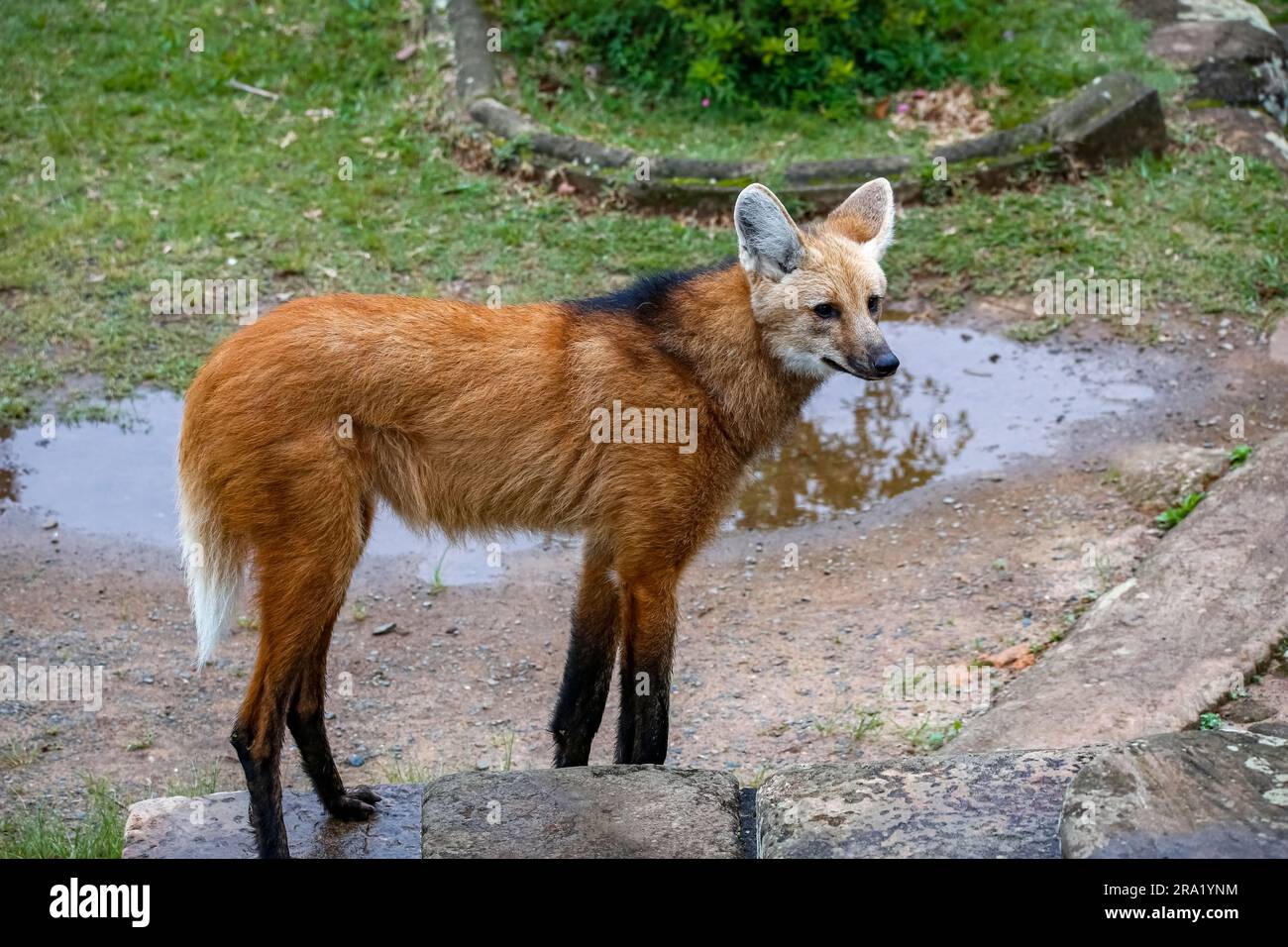 Maned wolf on a pathway of Sanctuary Caraça, turning head to the left ...