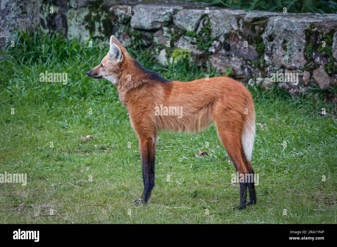 Side view of a Maned wolf on grassy grounds of Sanctuary Caraça, stone ...