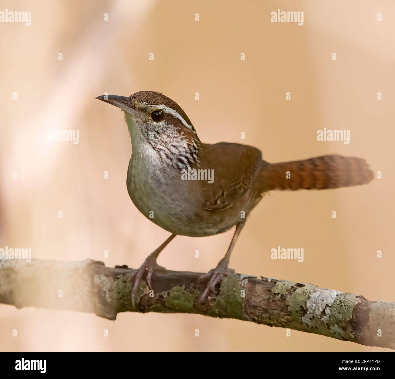 Sinaloa Wren (Thryophilus sinaloa, Thryophilus sinaloa sinaloa ...