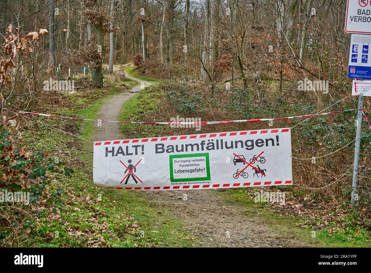 closed forest path due to tree felling, Germany, Hesse Stock Photo - Alamy