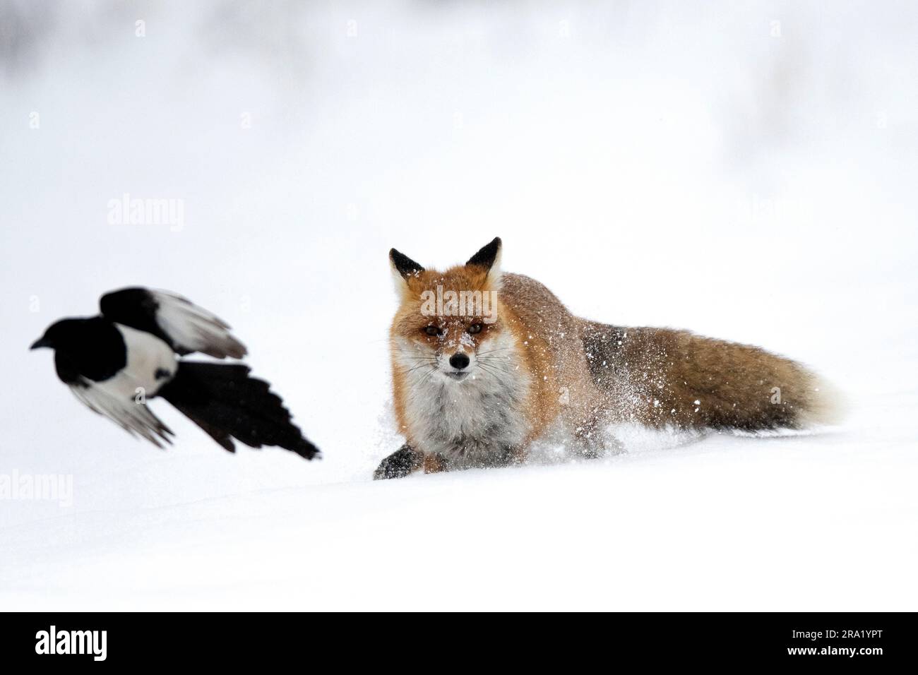 red fox (Vulpes vulpes), hunting a flying magpie in the snow, Poland ...