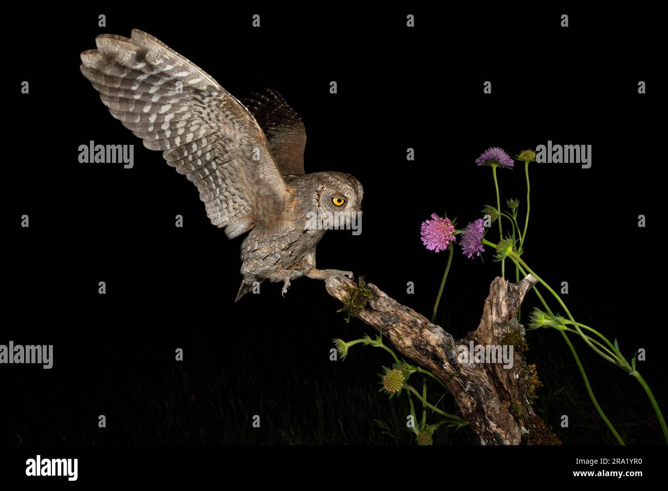 Eurasian scops owl (Otus scops, Otus scops scops), landing on a dead ...