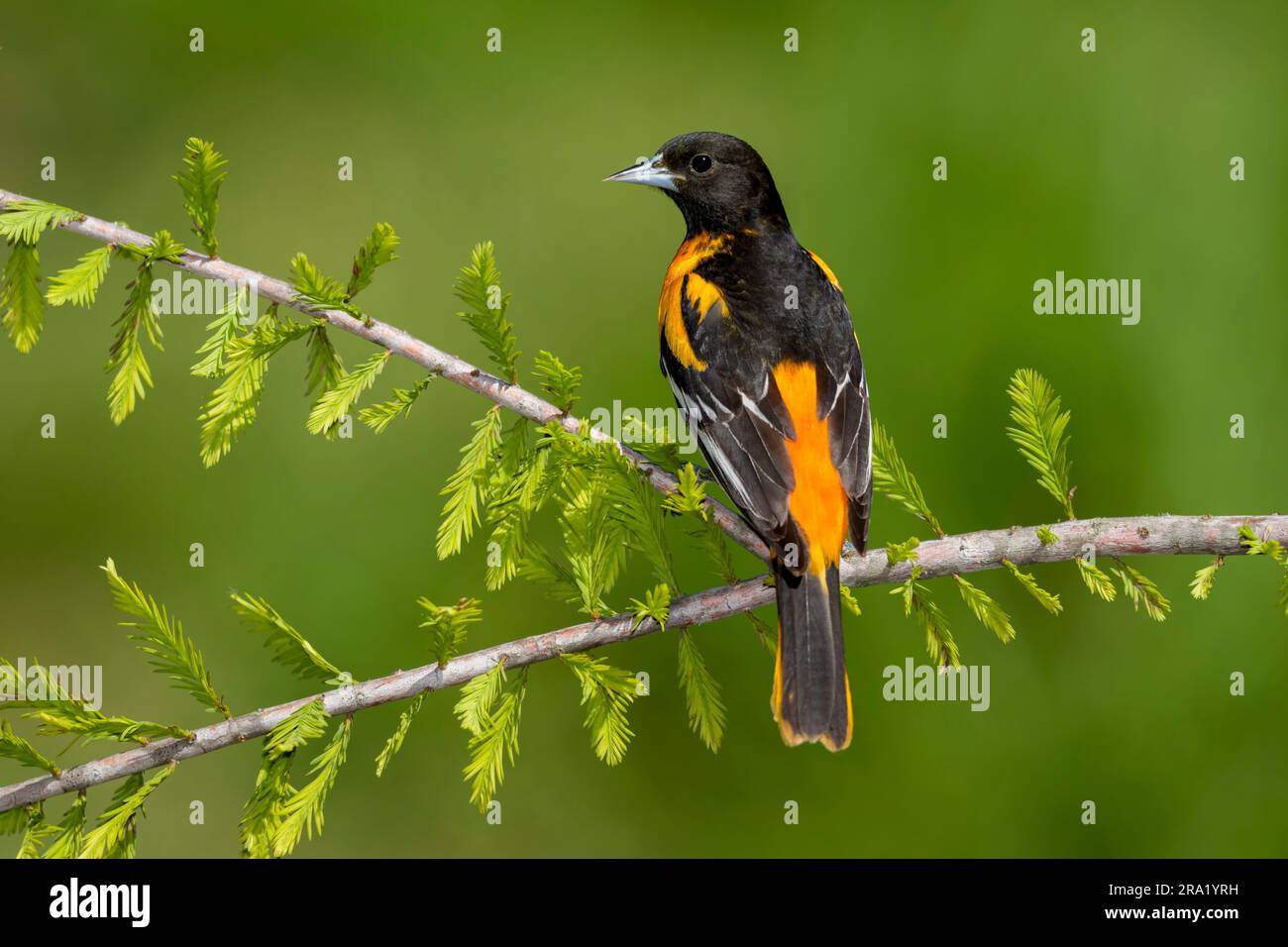 northern oriole (Icterus galbula), adult male perching on a branch, USA ...