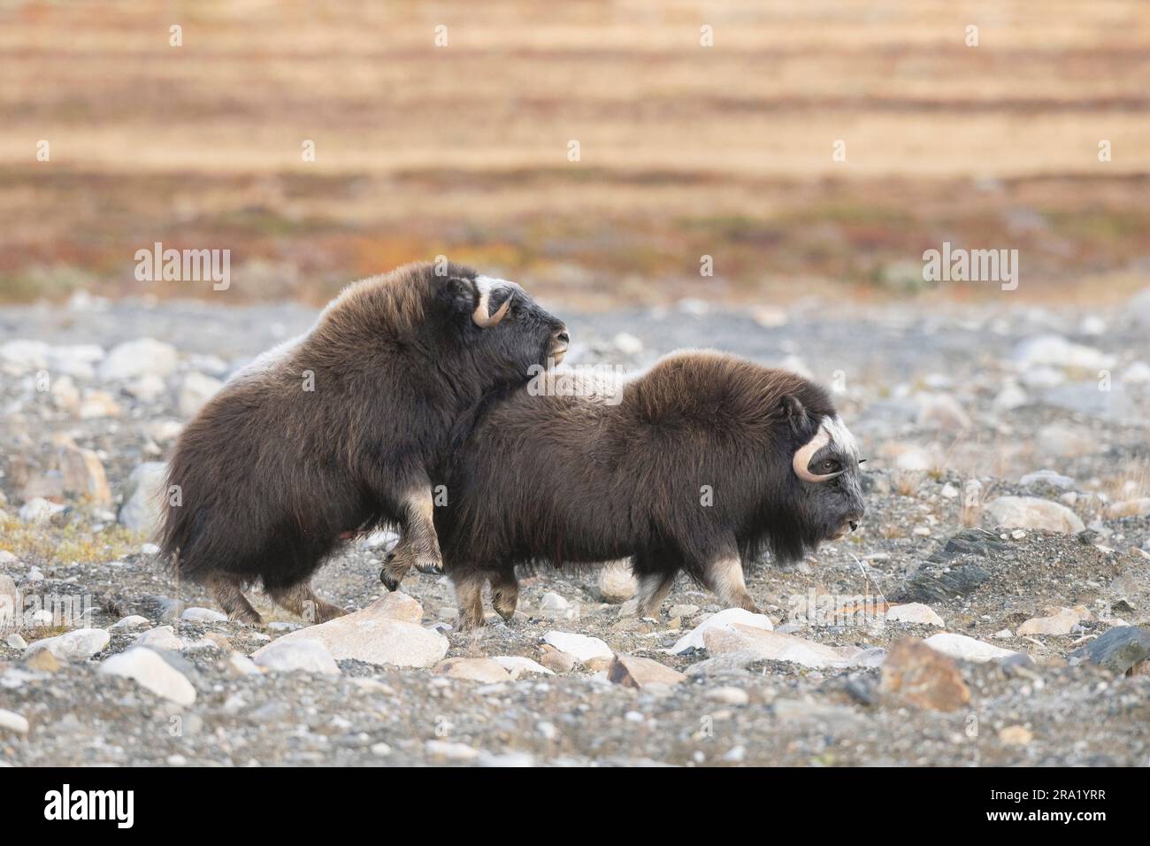 Muskox (Ovibos moschatus), two musk oxen in the tundra, Norway ...