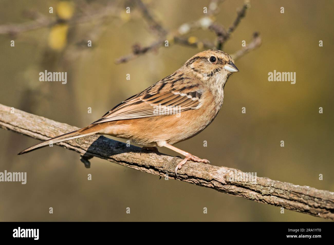 rock bunting (Emberiza cia), Immature sitting on a twig, Italy Stock ...