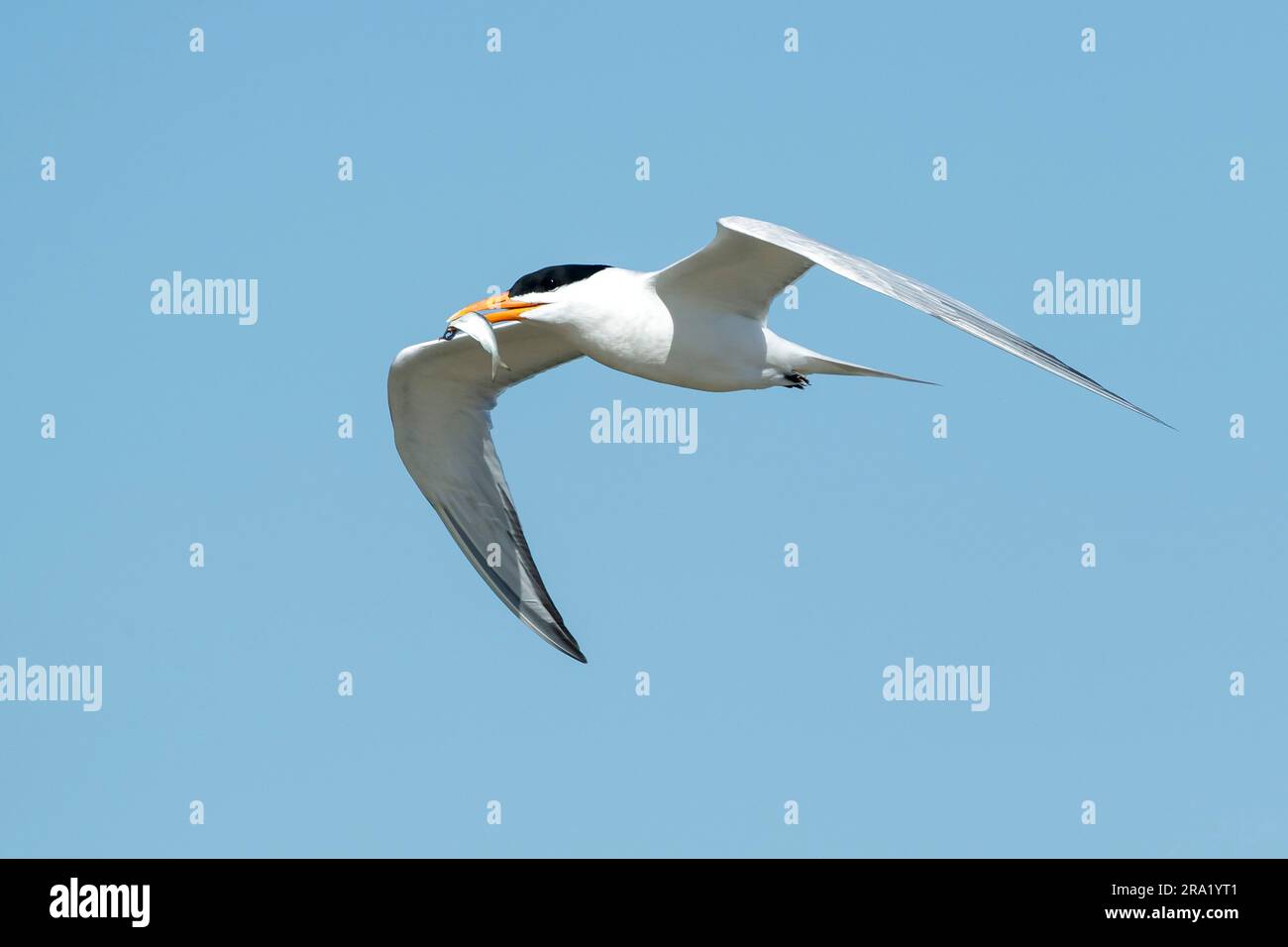 royal tern (Thalasseus maximus, Sterna maxima), flying with captured ...