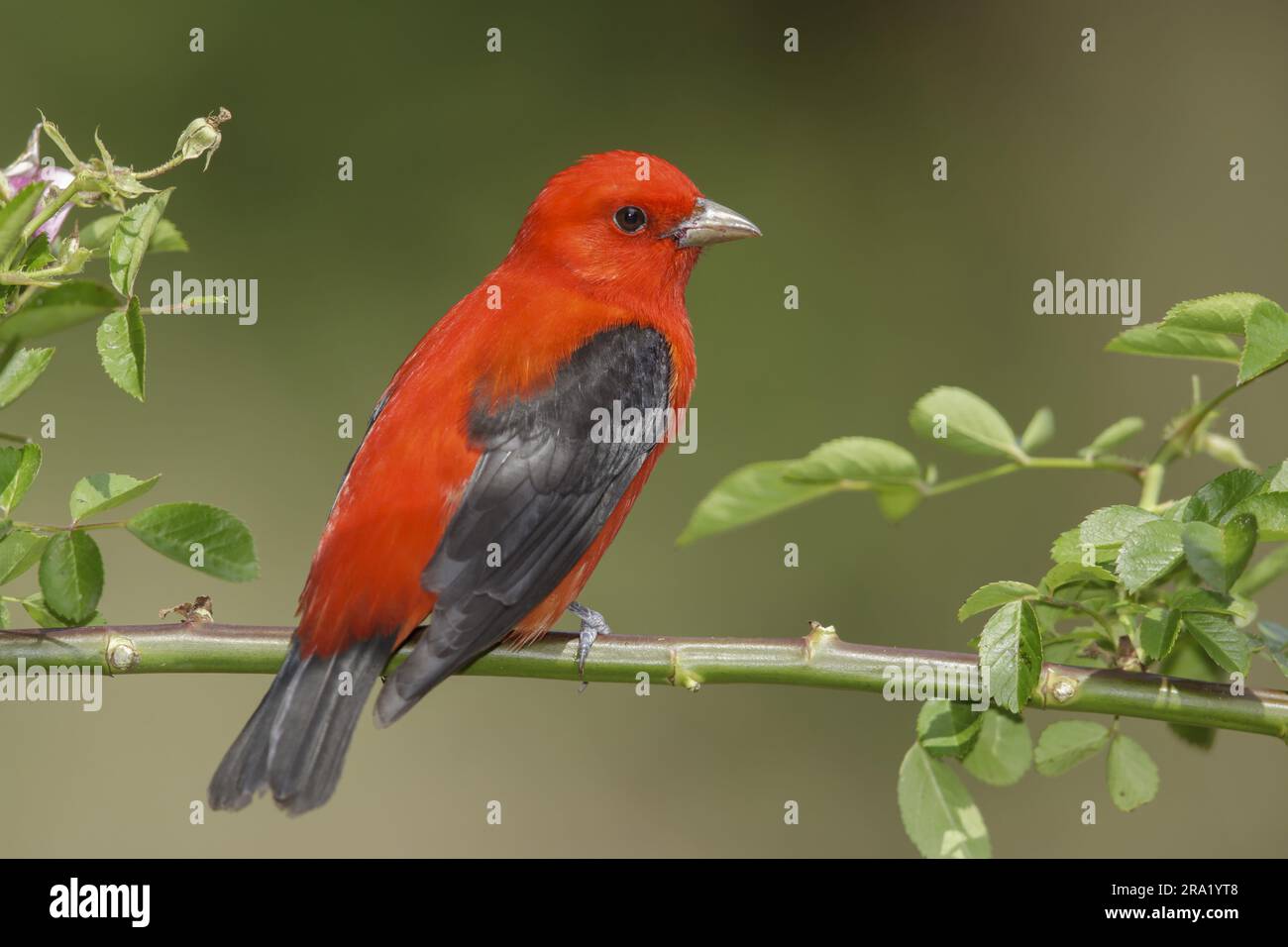 Scarlet tanager (Piranga olivacea), adult male on a branch, USA, Texas ...