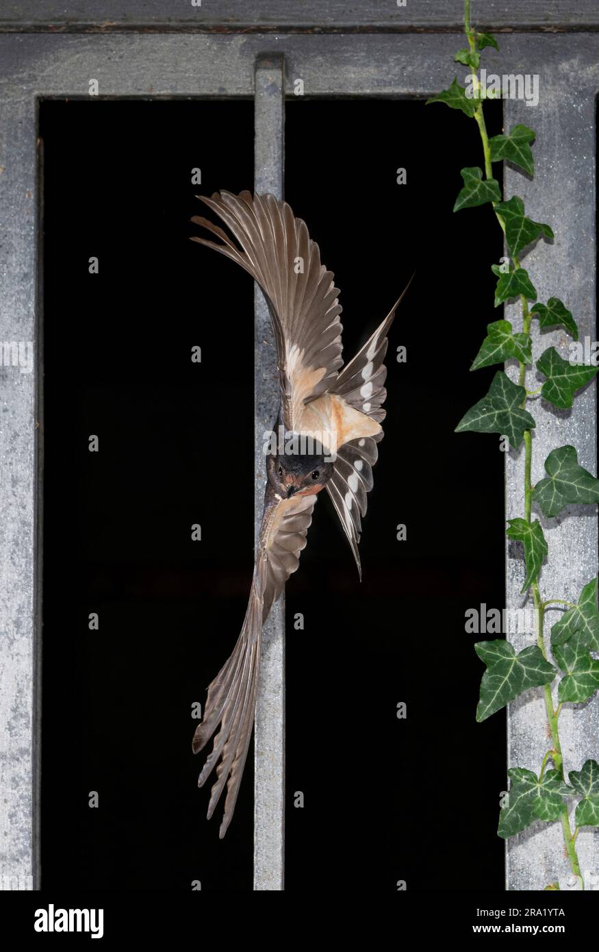 barn swallow (Hirundo rustica), flying out of a barn, front view, Italy ...