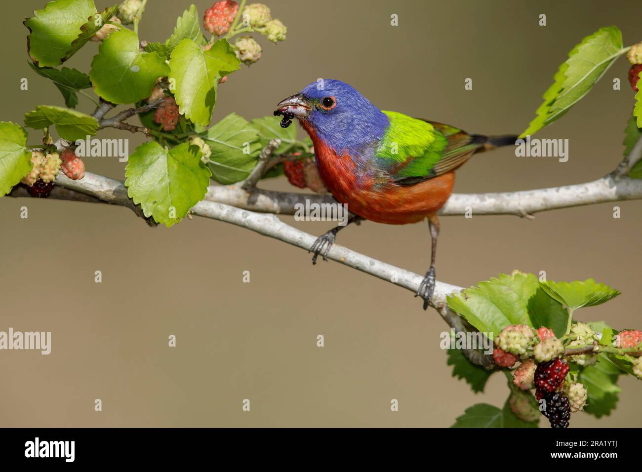painted bunting (Passerina ciris), male on a branch, USA, Texas Stock ...