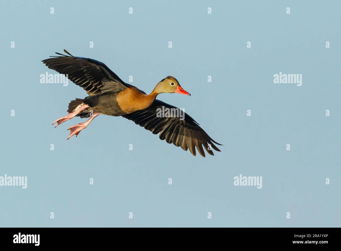 Red-billed whistling duck, Black-bellied whistling duck (Dendrocygna ...