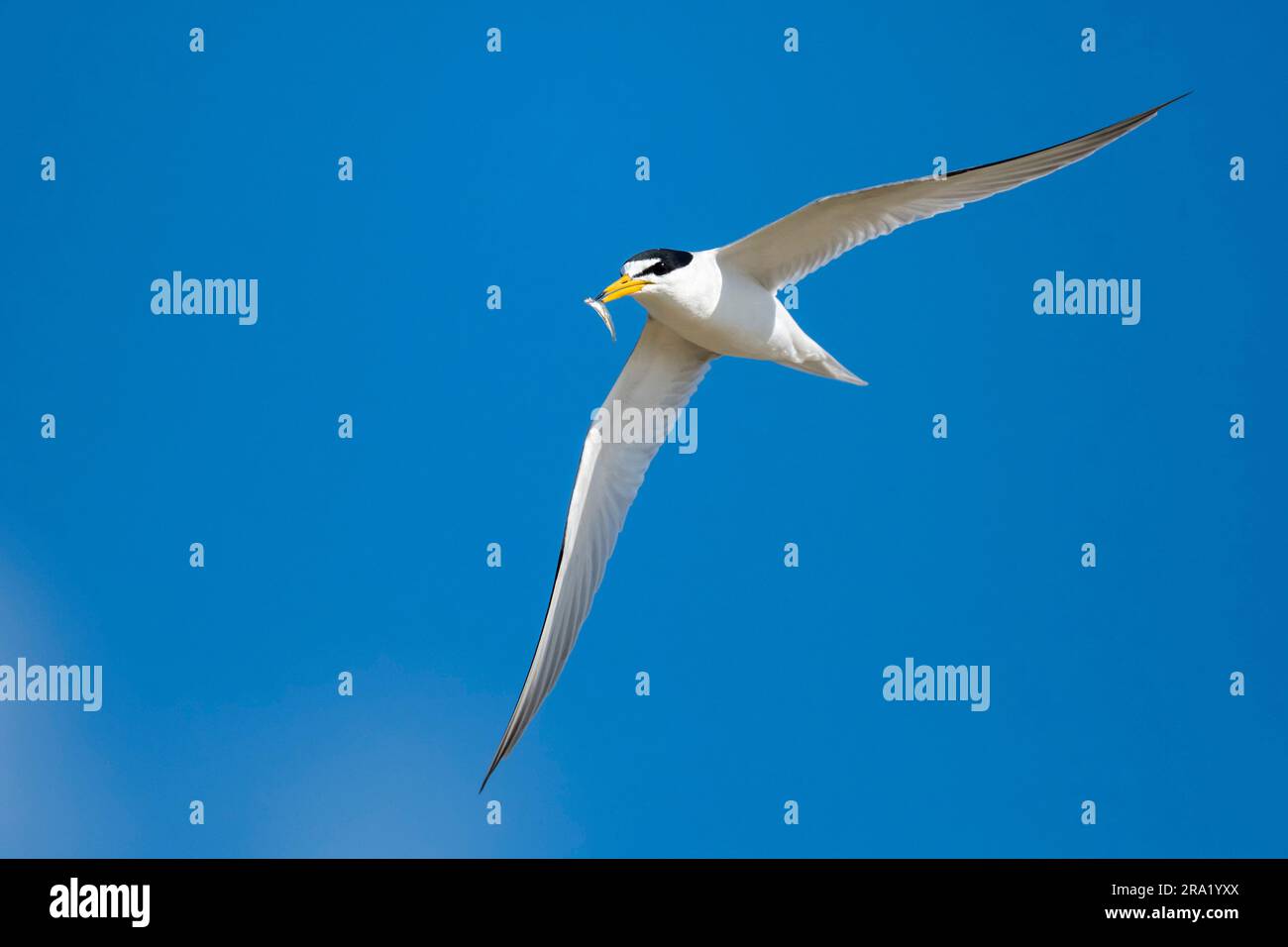 least tern (Sternula antillarum, Sterna antillarum), adult in breeding ...