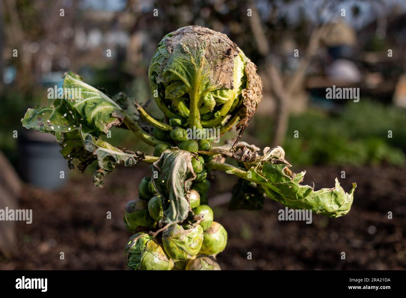 An unhealthy brussel sprout plant has been attacked by pests Stock ...