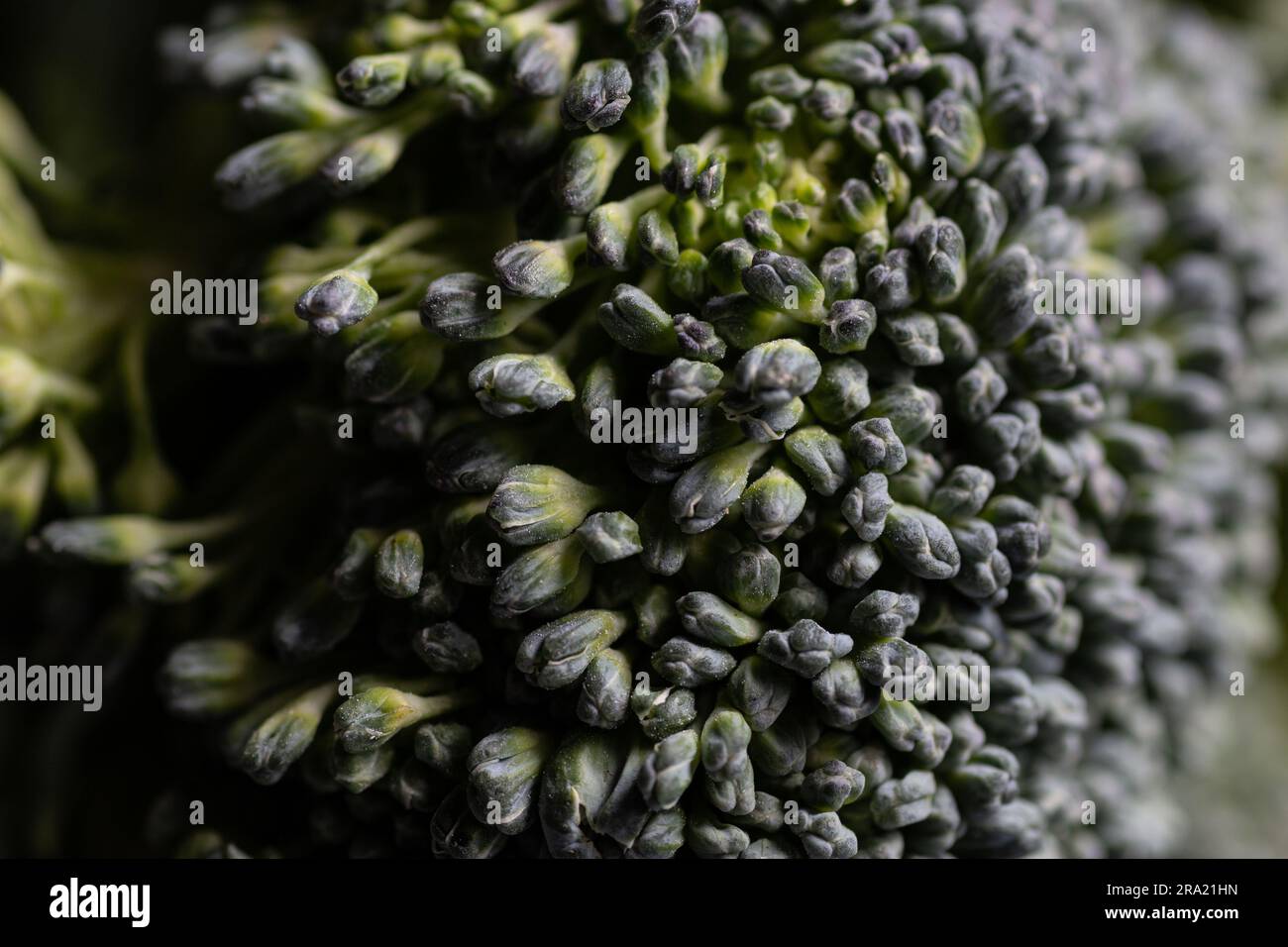 A close up of the green buds on a broccoli floret Stock Photo - Alamy
