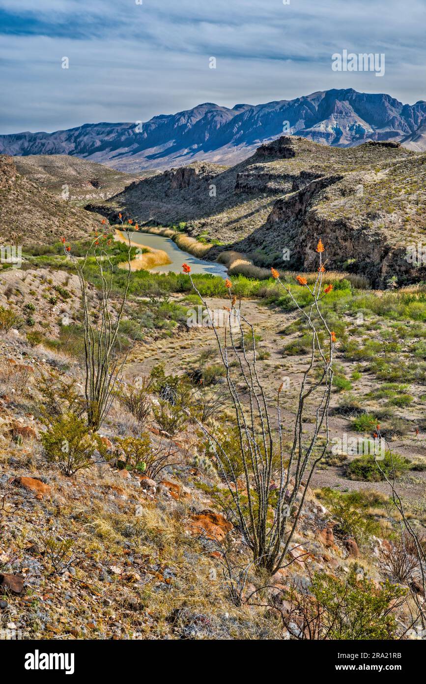 Sierra Madre Oriental in Mexico in distance, Rio Grande, ocotillo in ...