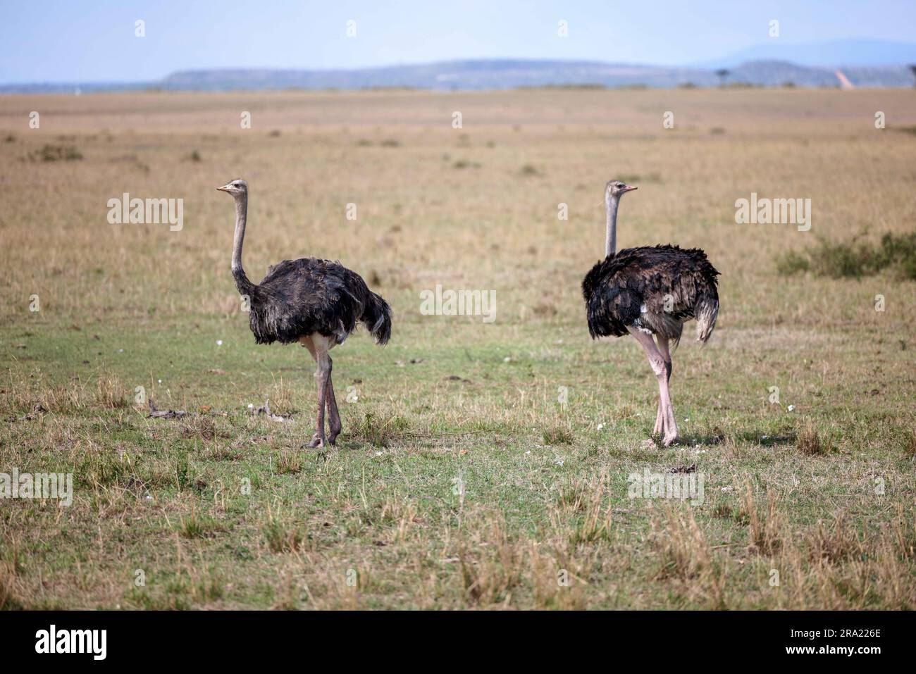 Two ostriches standing side by side in a open grassland with a clear ...