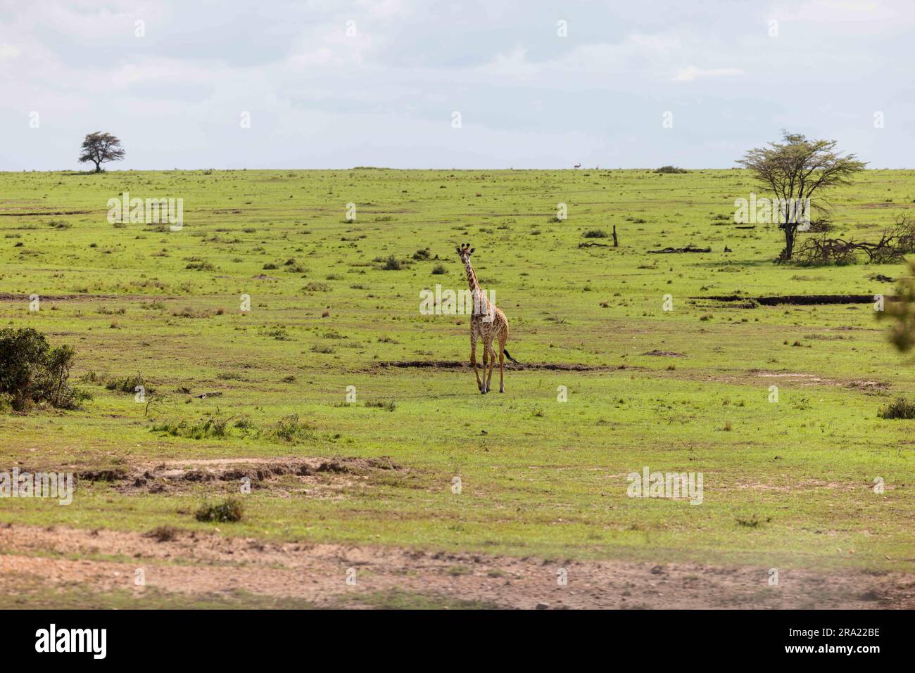 A giraffe in its natural environment, standing tall in the midst of a ...