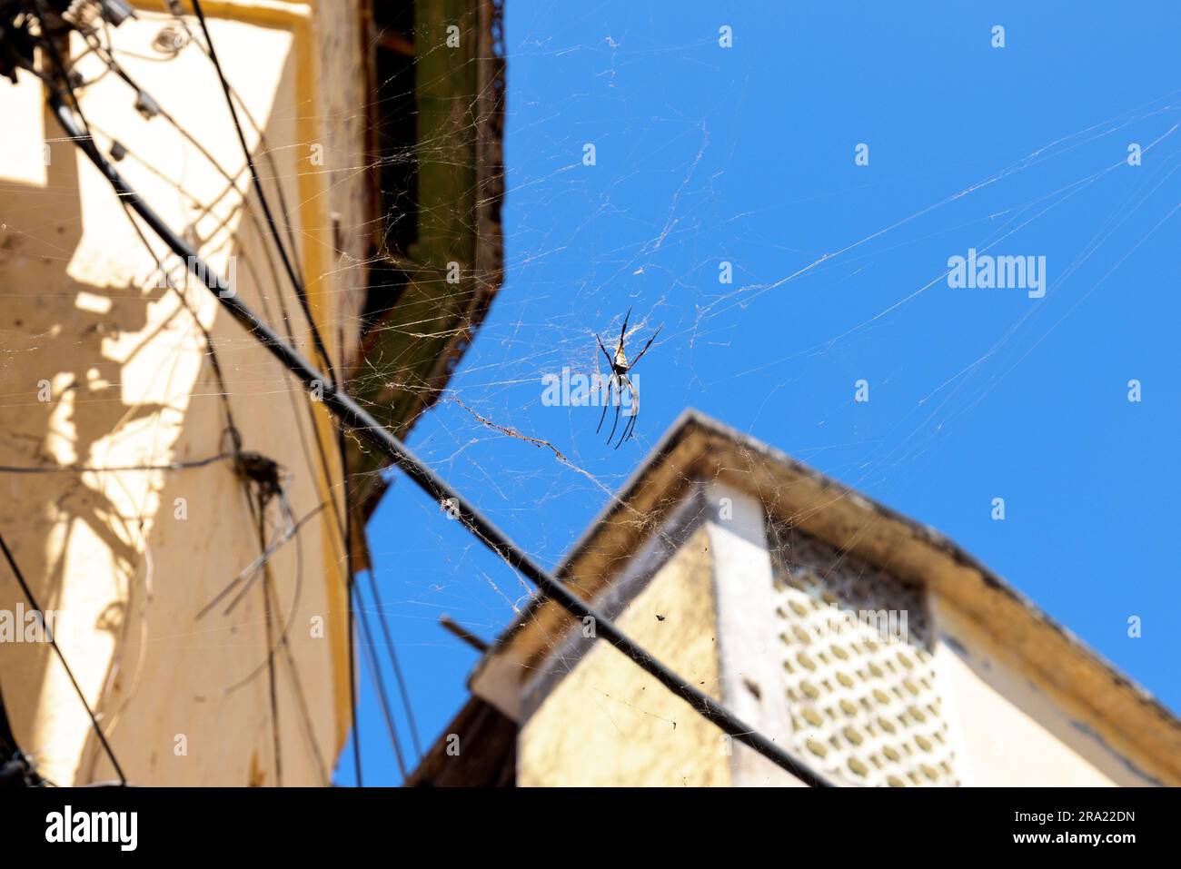 A spider suspended in mid-air from a thin wire, against a backdrop of a ...