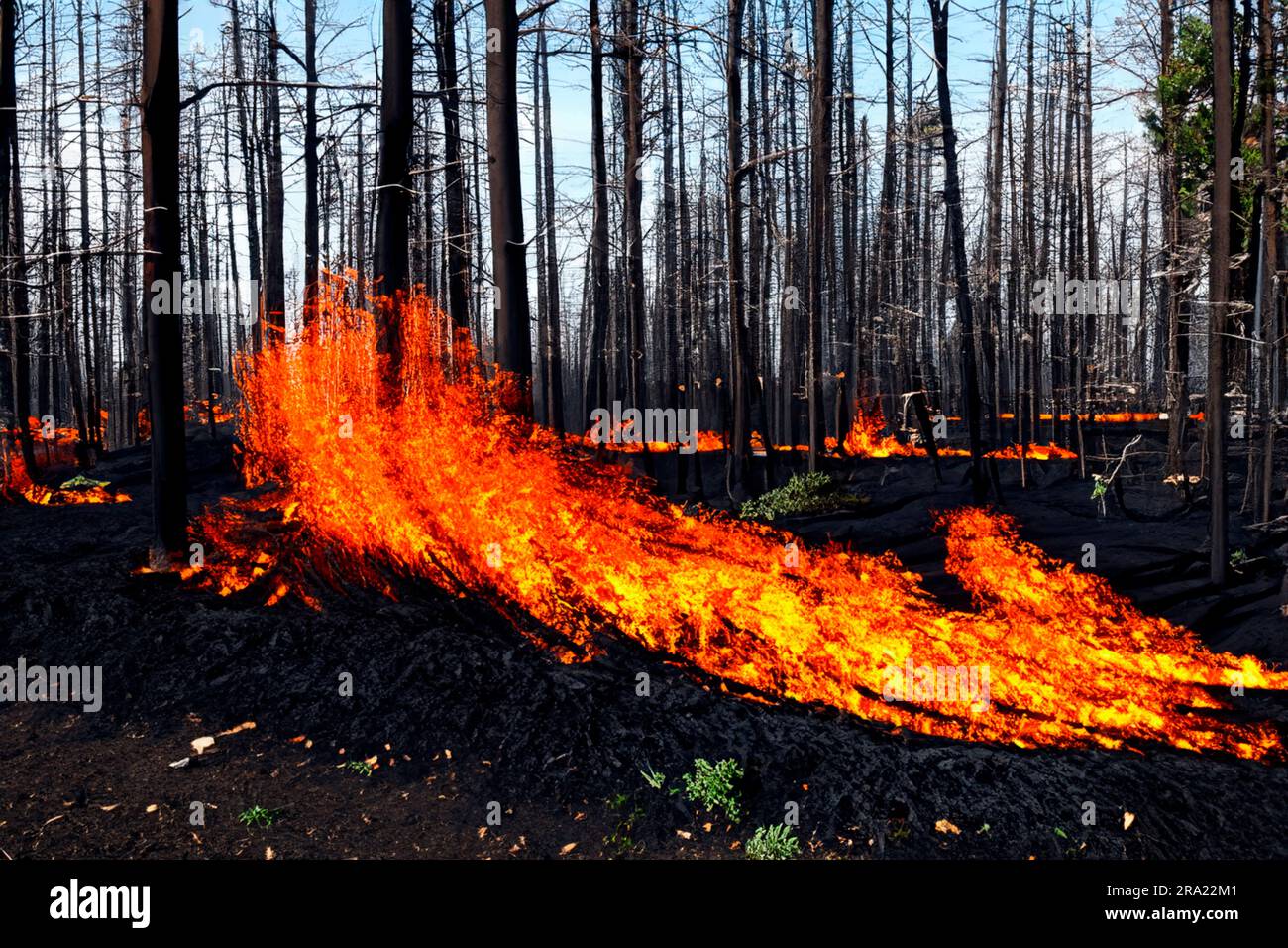 Wildfire. California. USA. Wildfires 2025. Columbia. Forest fire ...