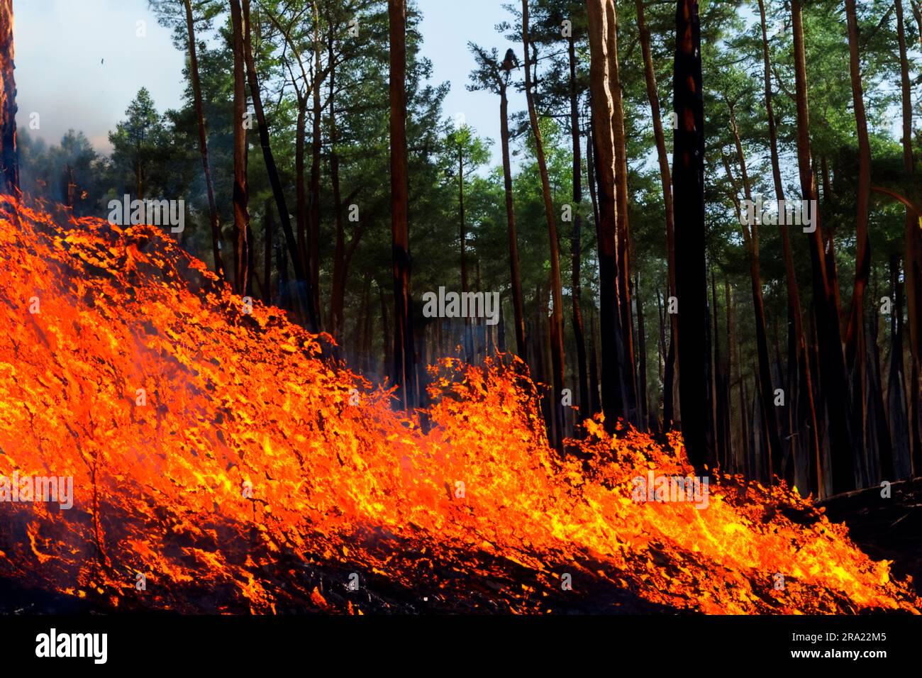 Wildfire. Palisades. Forest fire. Forest. Forest fire in progress. Fire ...