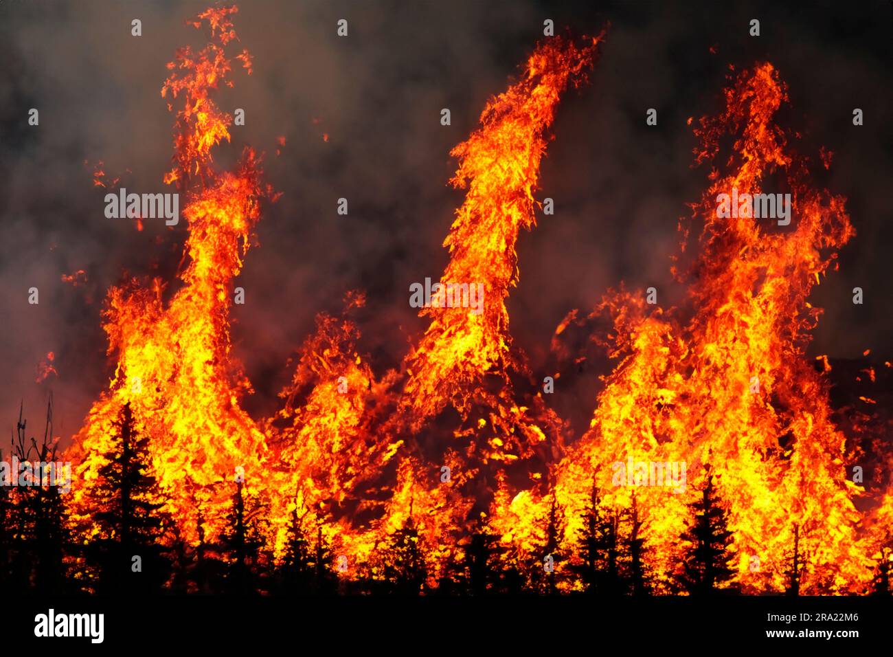 Wildfire. Forest fire. Forest fire in progress. Fire. Large flames ...