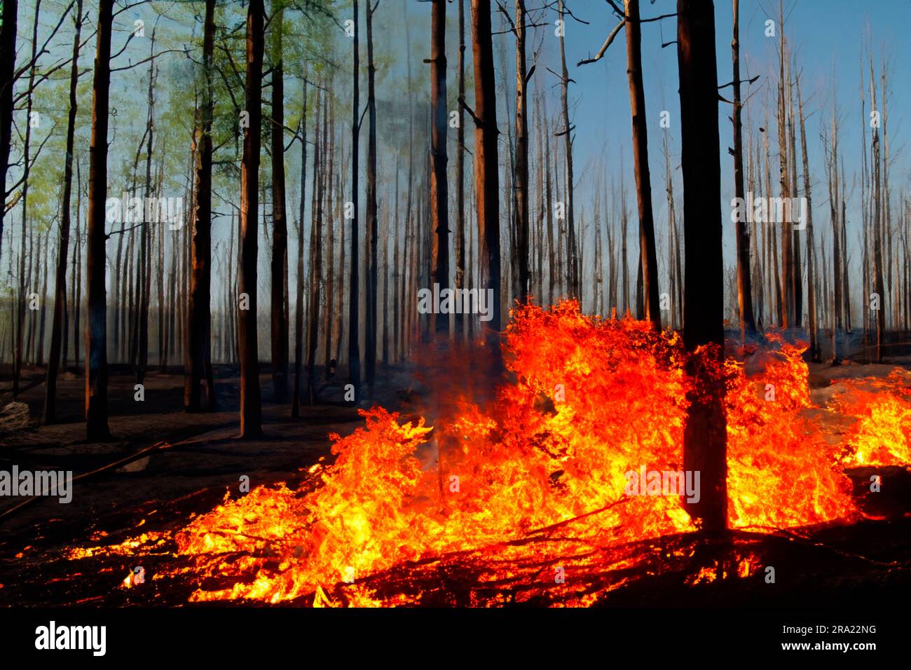 Wildfire. Karteri. Corinth. Greece. Wildfires 2025. Columbia. Forest ...