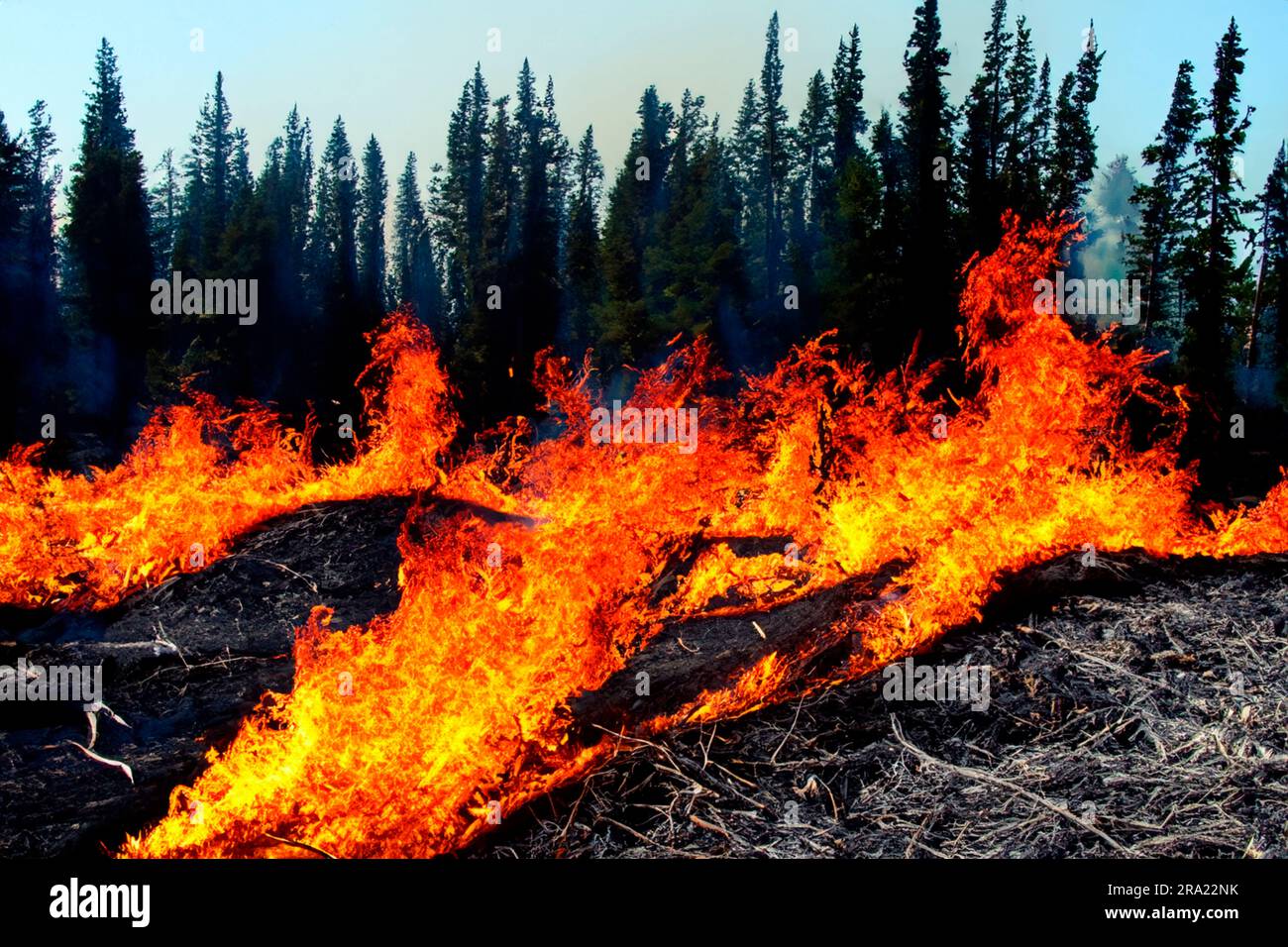Wildfire. Forest fire. Forest. Forest fire in progress. Fire. Large ...