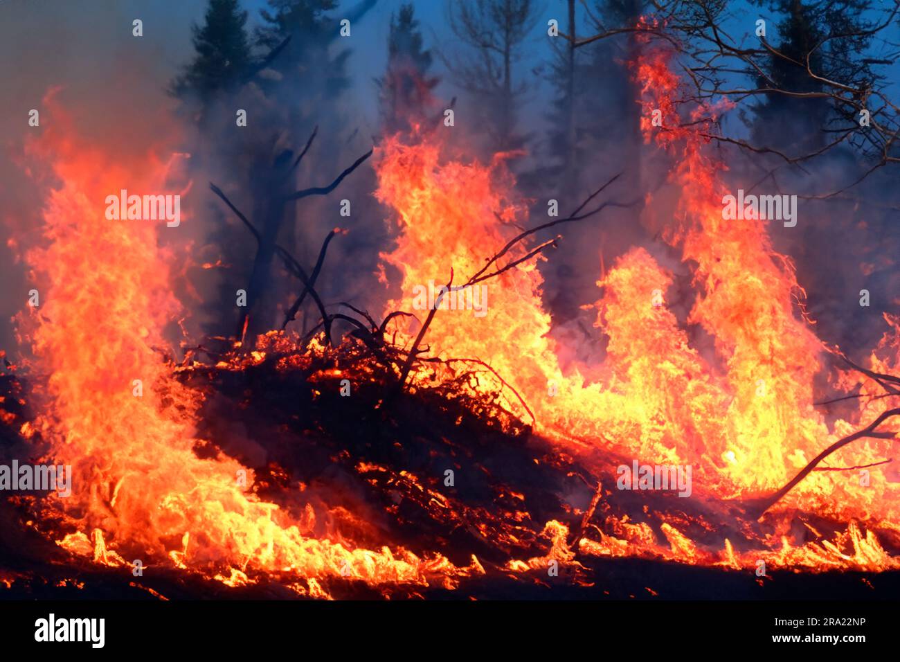 Forest fire. Forest fire in progress. Wildfire. Large flames of forest ...