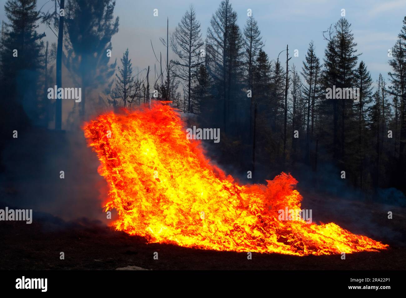 Wildfire. Karteri. Corinth. Greece. Wildfires 2025. Columbia. Forest ...