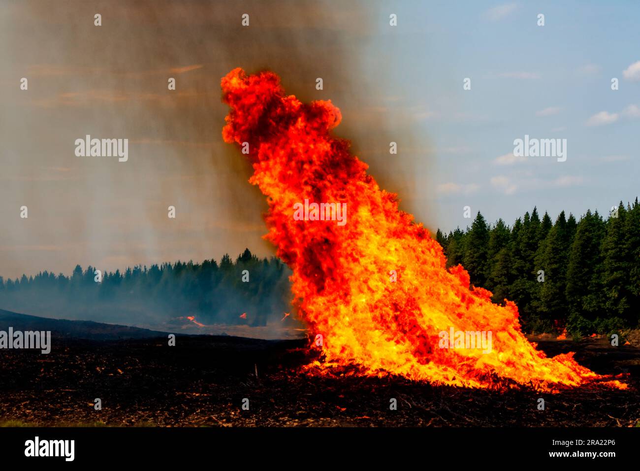 Wildfire. Forest fire. Forest. Forest fire in progress. Fire. Large ...