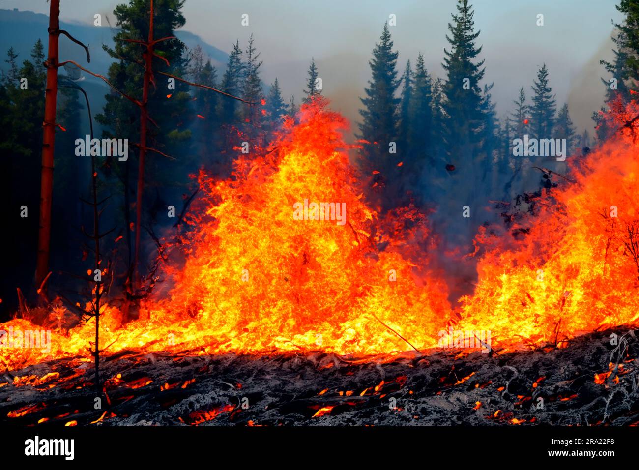 Wildfire. Palisades. Forest fire. Forest. Forest fire in progress. Fire ...