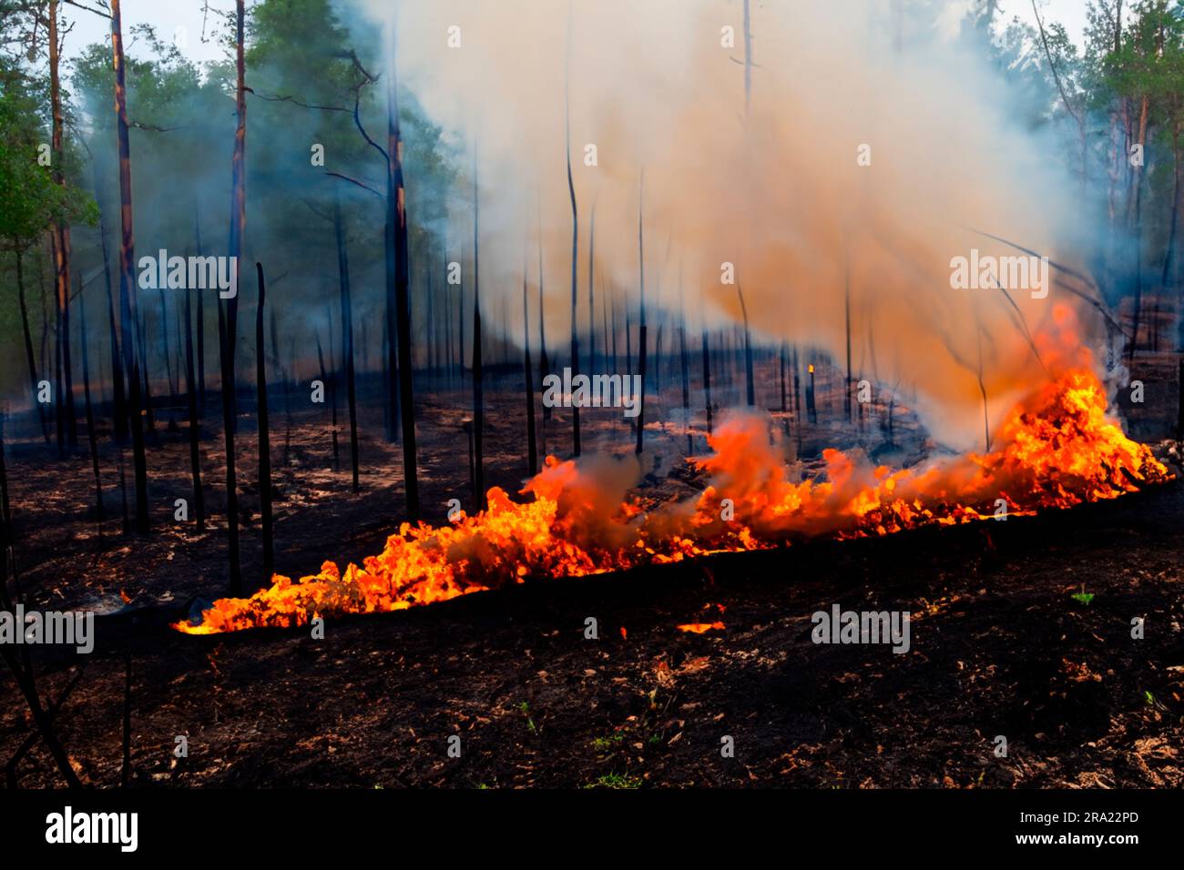 Wildfire. Palisades. Forest fire. Forest. Forest fire in progress. Fire ...