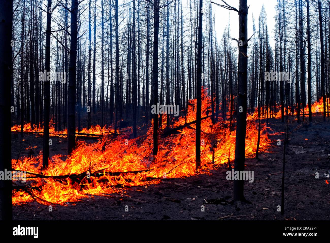 Wildfire. Palisades. Forest fire. Forest. Forest fire in progress. Fire ...