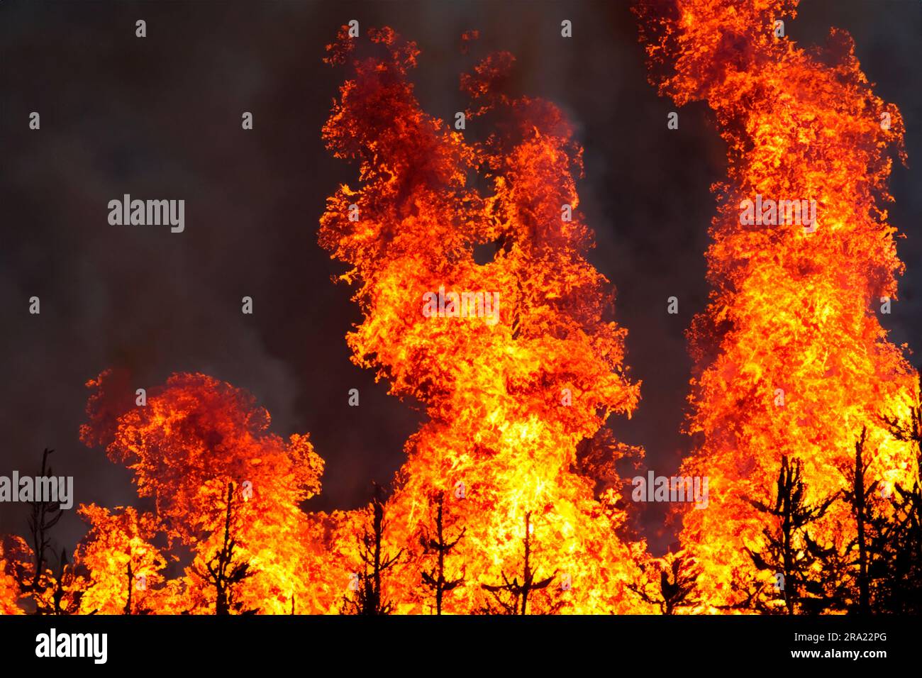 Wildfire. Wildfire. Forest fire. Forest fire in progress. Fire. Large flames. USA. Climate ...