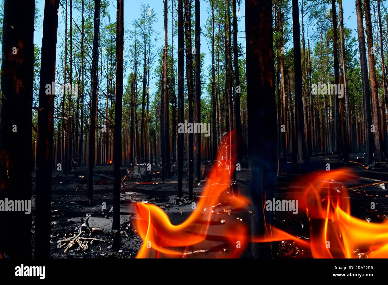 Wildfire. Palisades. Forest fire. Forest. Forest fire in progress. Fire ...