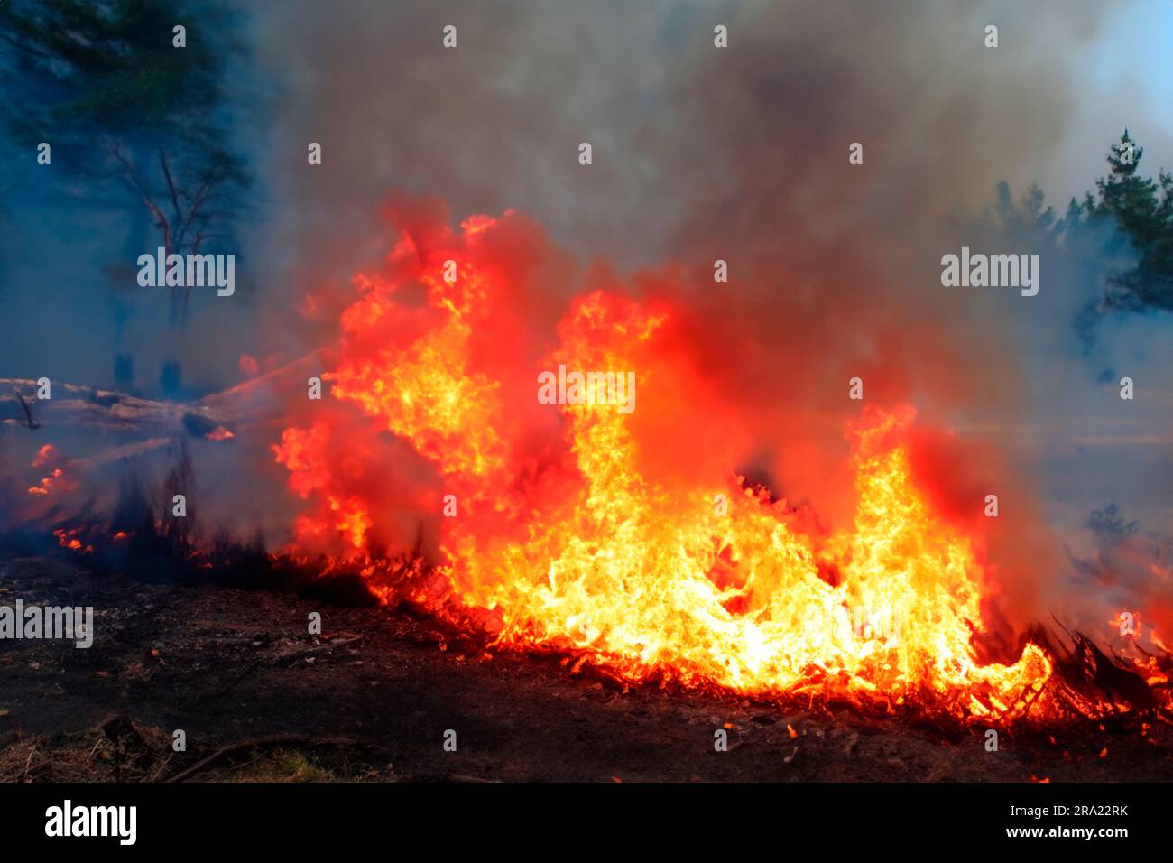 Wildfire. Palisades. Forest fire. Forest. Forest fire in progress. Fire ...