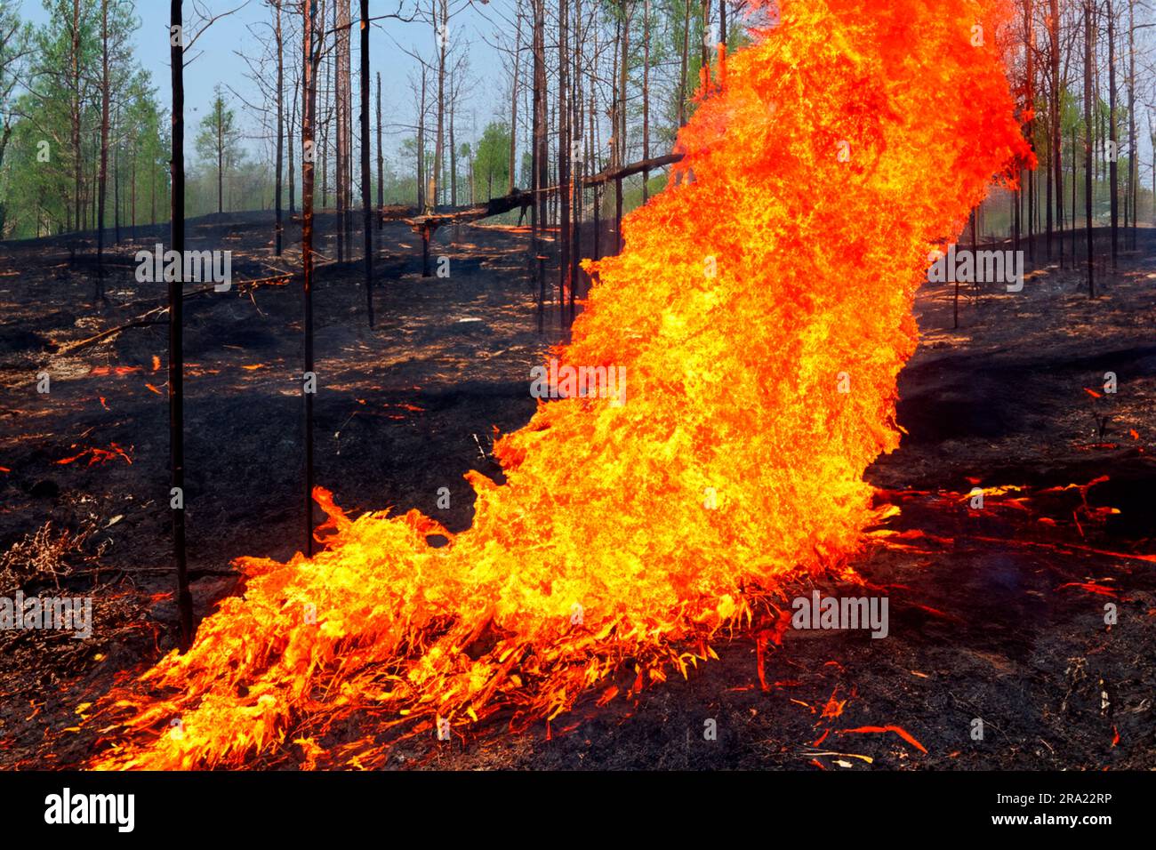 Forest fire. Forest fire in progress. Wildfire. Large flames of forest ...