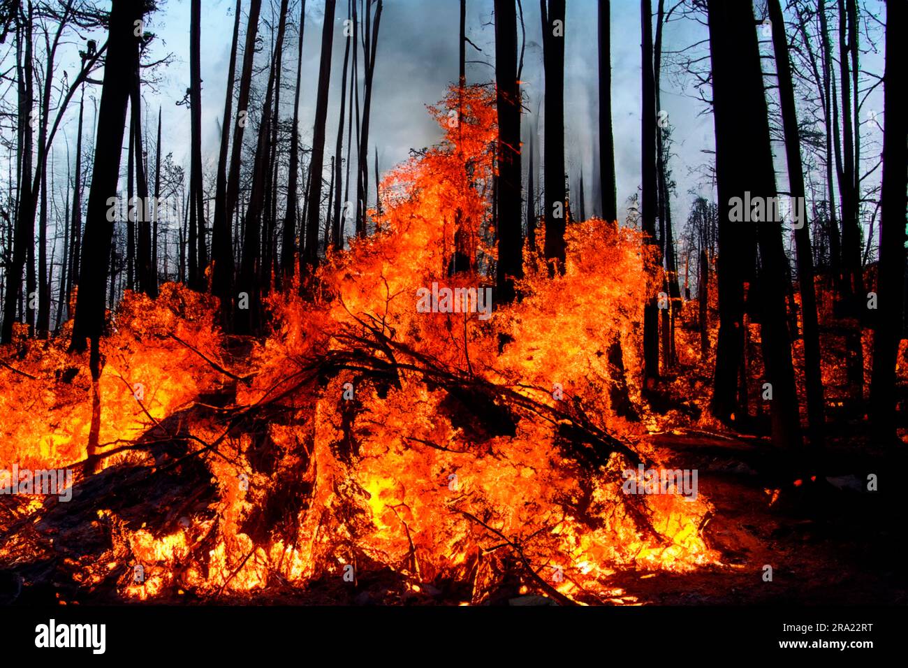 Wildfire. Palisades. Forest fire. Forest. Forest fire in progress. Fire ...