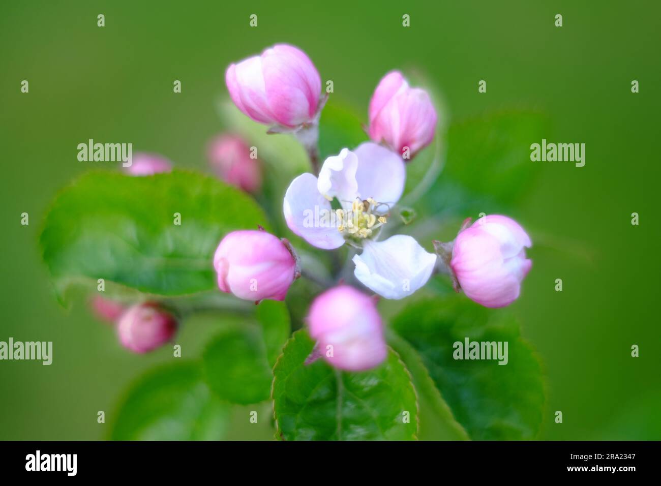 Apple tree sapling pink blossom detail Stock Photo - Alamy