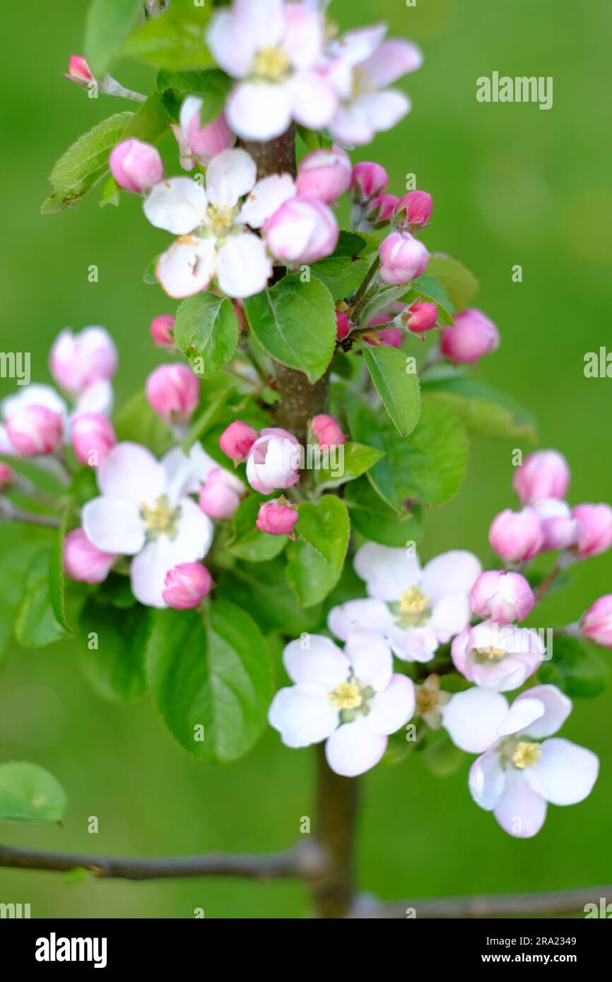 Apple tree sapling pink blossom detail Stock Photo - Alamy