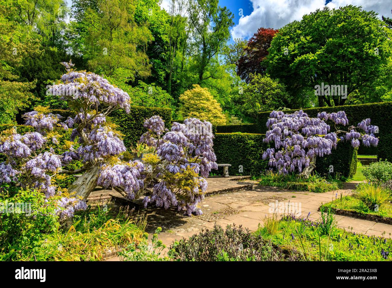 The vivid blue flowers of Wisteria sinensis in the Paved Garden at ...