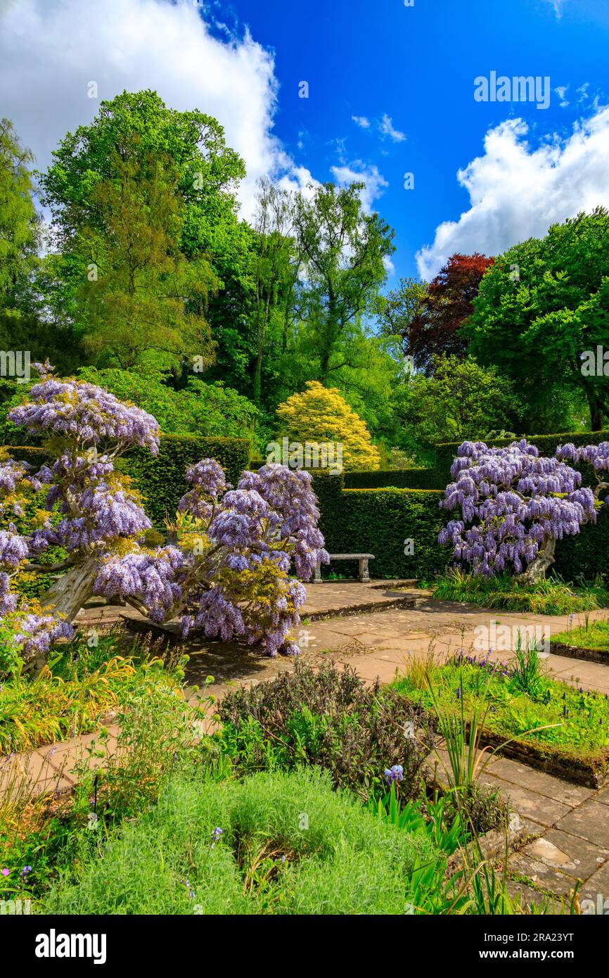 The vivid blue flowers of Wisteria sinensis in the Paved Garden at ...