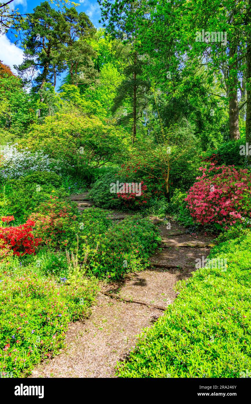 Colourful flowers of azaleas and rhododendrons in the woodlands at ...