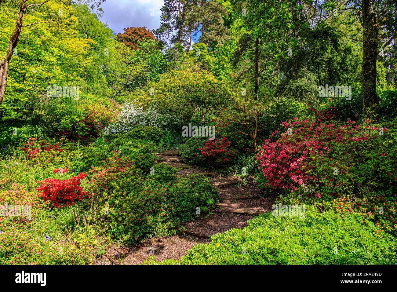 Colourful flowers of azaleas and rhododendrons in the woodlands at ...