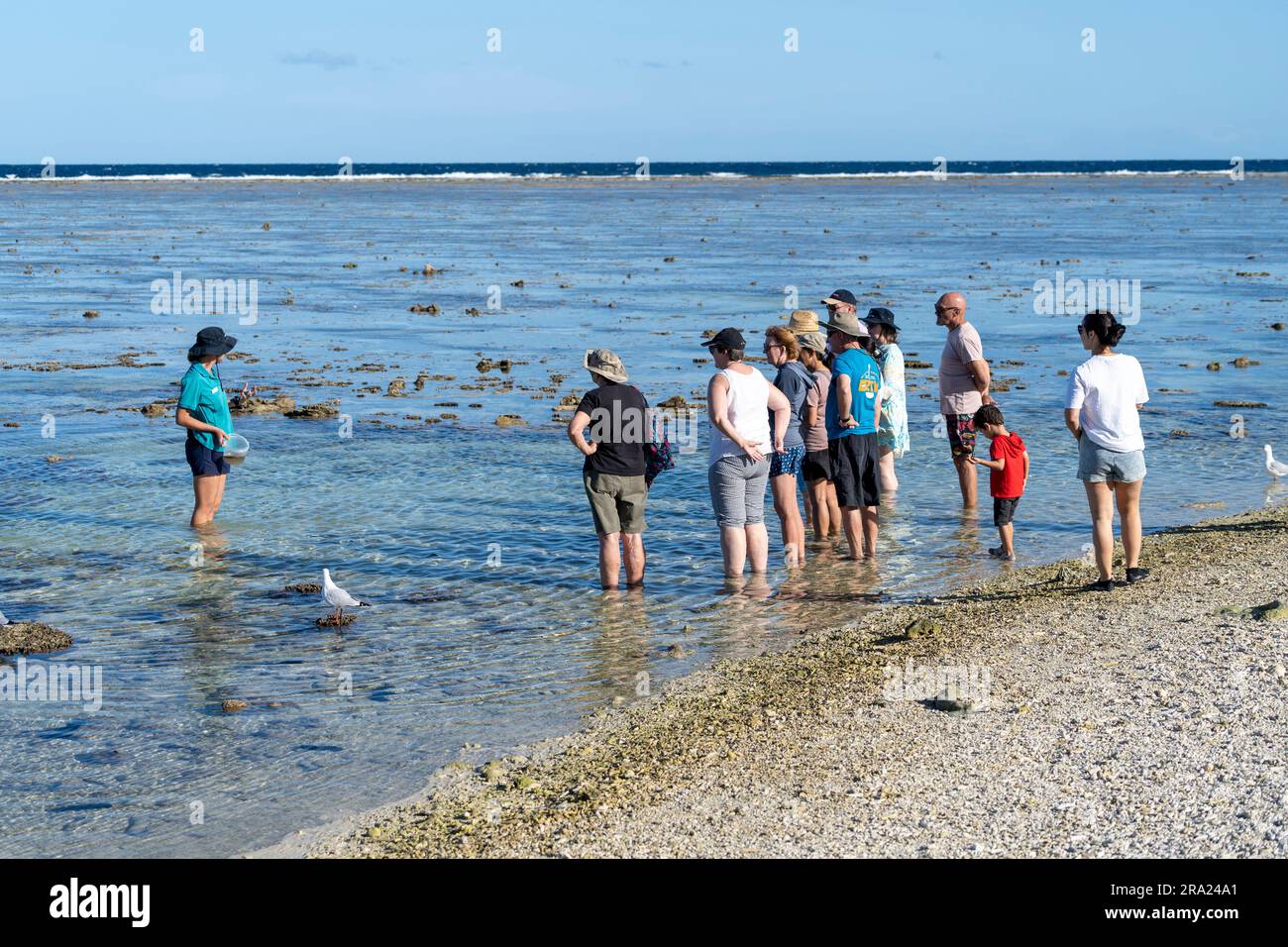 Guided reef walk at low tide, Lagoon Beach, Lady Elliot Island Eco ...