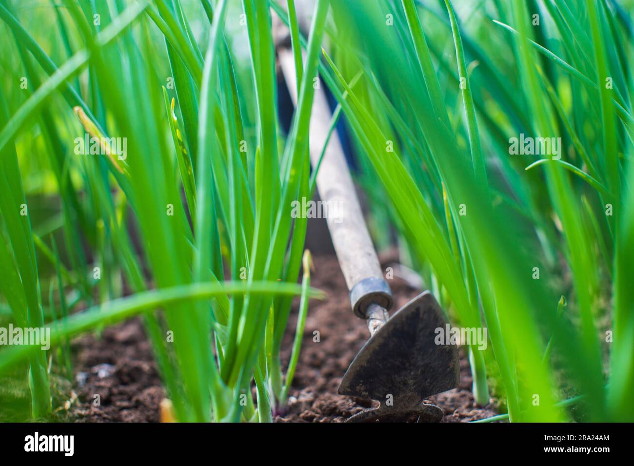 Weeding beds with agricultura plants growing in the garden. Weed ...