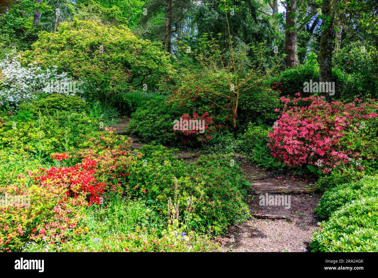 Colourful flowers of azaleas and rhododendrons in the woodlands at ...