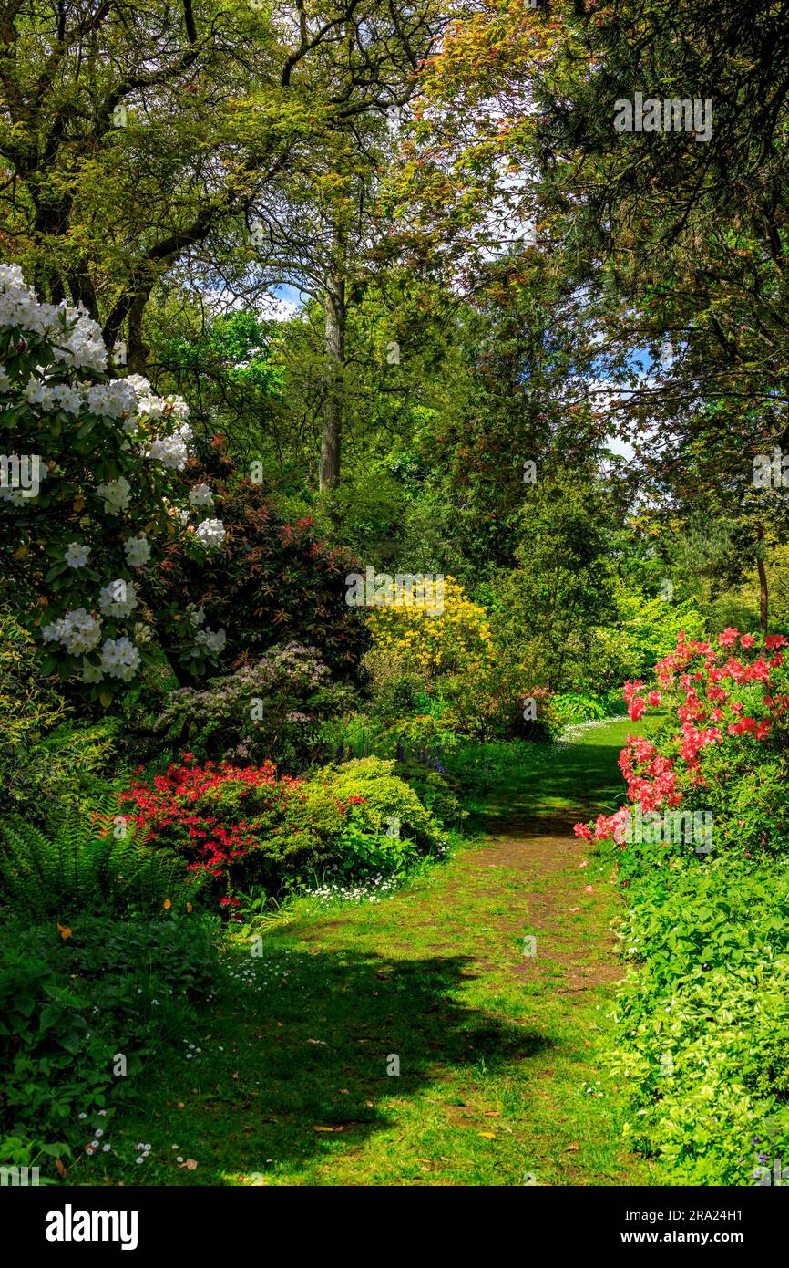 Colourful flowers of azaleas and rhododendrons in the woodlands at ...