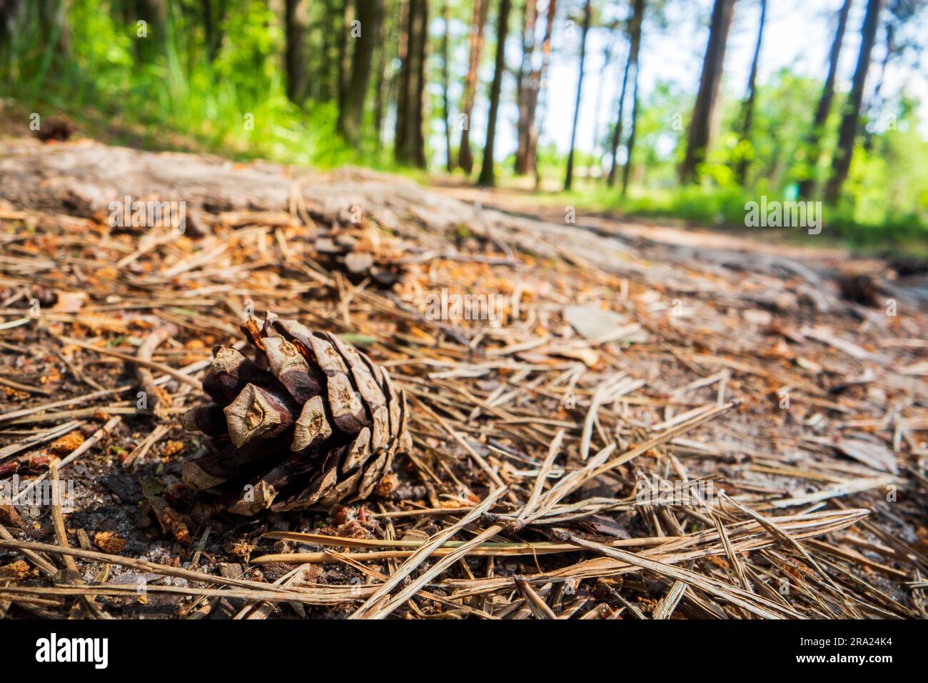Bump close-up on the ground in the forest. Beautiful natural landscape ...