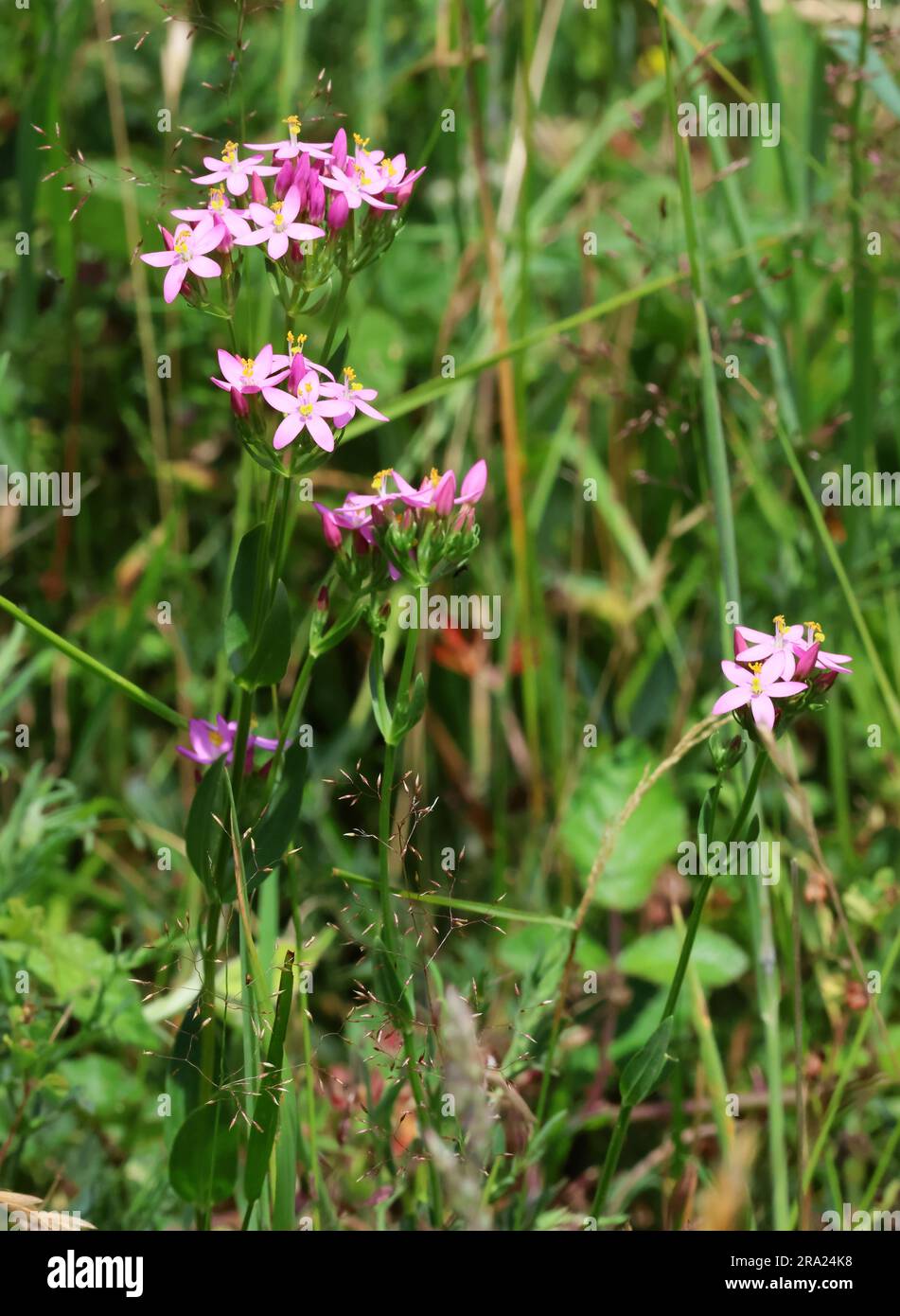 A Common Centaury (Centaurium erythraea) Wild Flower in the Cotswold ...